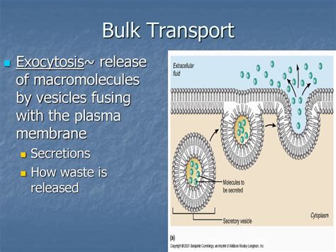 TRANSPORT Ppt Download