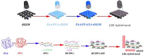 Chemical Structure Diagram Of Paapvana Go Membrane Crosslinked By