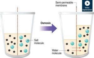 What Is Osmosis Potato Experiment Experihub Learning
