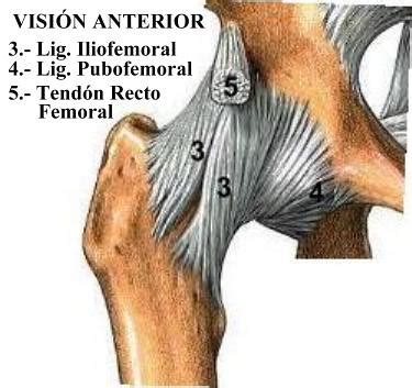 Ligamento Iliofemoral Giselaguarneros Flickr