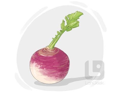 Definition And Meaning Of Turnip Langeek