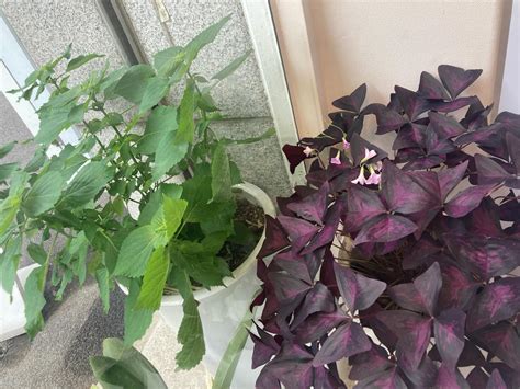 비를 맞는 걸 좋아하는 아이와 비를 보는 걸 좋아하는 아이가 마주보고 빛난다