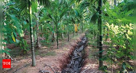 Bhutan Decision To Import Areca From Bhutan Upsets Malnad Farmers Mysuru News Times Of India