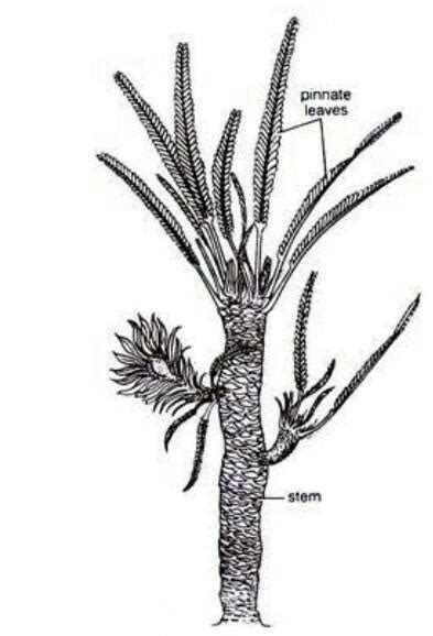 State The Structure Of Reconstructed Williamsonia Fossil