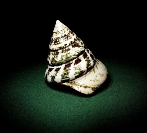 Tectus Niloticus ° Sea Shells Shells Urchin