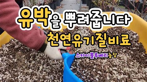 노지 블루베리 유박뿌리는 시기와 방법16년차 블루베리농부가 가르쳐 드릴께요 Youtube