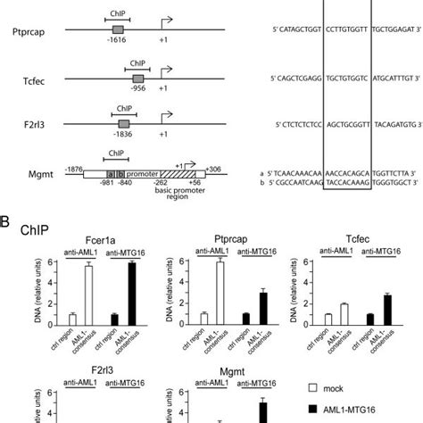 Aml1 Target Gene Validation A Relative Position Of The Aml1 Consensus