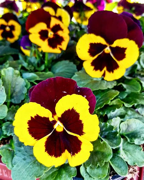 Violen Ook Andere Planten Verkrijgbaar Geranium Mandeville Enz