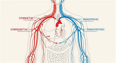 Autonomic Nervous System Functions And Divisions Guide
