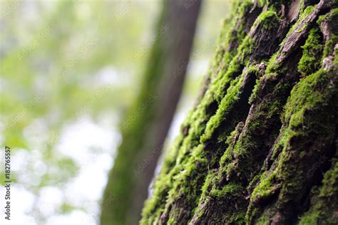 High Resolution Photo Of Moss On The Tree With Bokeh Of A Tree And A River Behind Stock Photo
