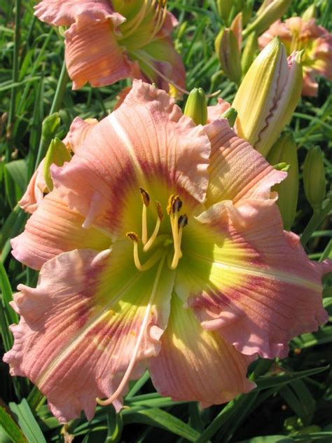 What Color Is Daylily