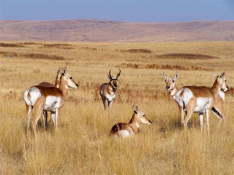 Sonoran Pronghorn Antelope Adaptations