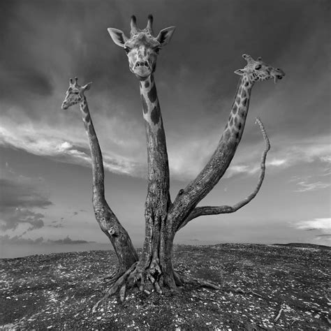 Surrealist Photography