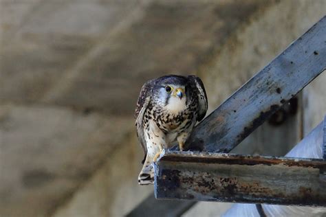 チョウゲンボウの飛び出し場面 花鳥撮三昧