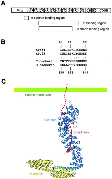 Crystal Structure Of A β Catenintcf Complex Cell
