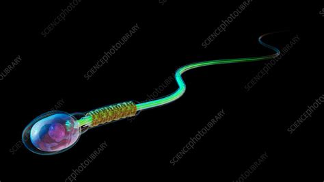 Sperm Cell Illustration Stock Image F0356179 Science Photo Library