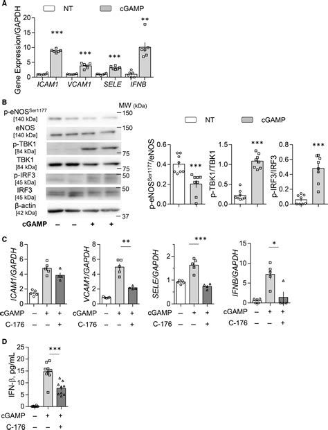 Innate Immune System Regulated By Stimulator Of Interferon Genes A Cytosolic Dna Sensor
