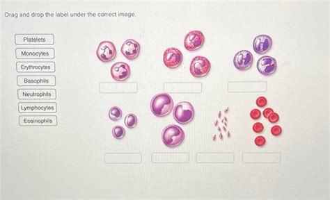 Drag And Drop The Label Under The Correct Image