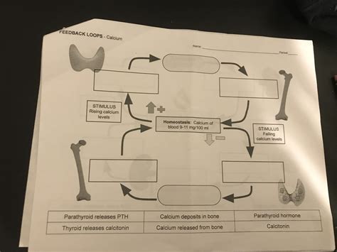 Calcium Feedback Loop Diagram Quizlet
