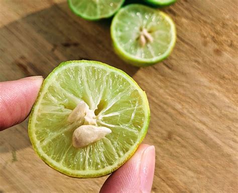 How To Grow Lime Tree From Seed Storables