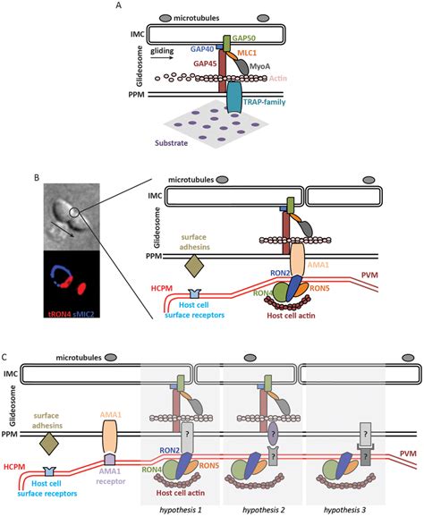 Molecular Models Of Apicomplexan Gliding And Invasion A The Parasite Download Scientific