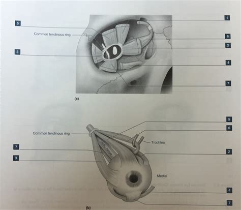 Extrinsic Eye Muscles Diagram Quizlet