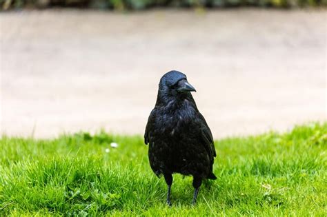 Premium Photo Crow On The Grass