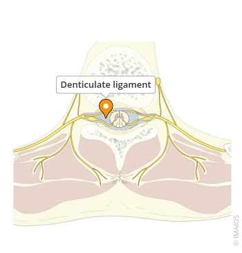 Denticulate Ligament E Anatomy Imaios