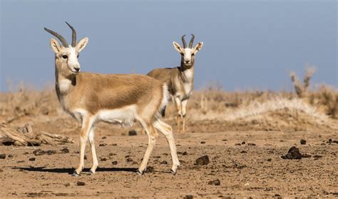 Хууль бусаар хар сүүлт агнасан Арабын иргэдийг 15 сая төгрөгөөр торгов