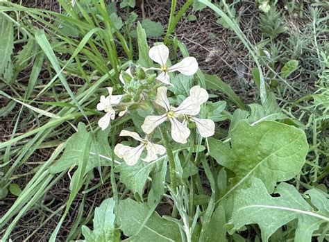 Rocket Eruca Or Arugula Lat Eruca Sativa Is An Edible Annual