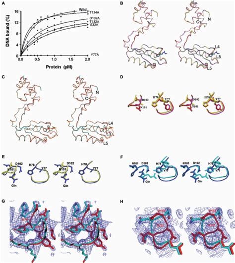 Biochemical And Structural Snap Shots Of The Ligand Binding Site In The Download Scientific