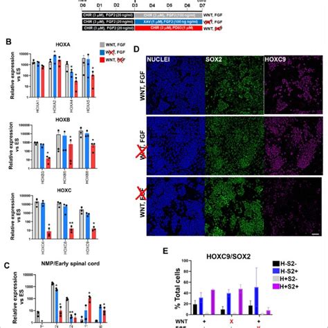 Posterior Axial Identity Acquisition By Neuromesodermal Progenitor