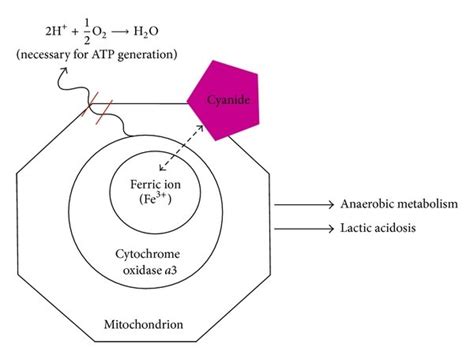 Effect Of Cyanide On Cellular Respiration Cyanide Reversibly Binds To Download Scientific