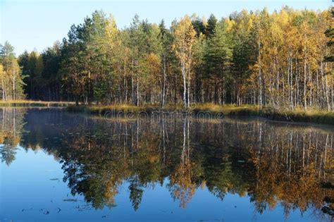 Озеро и лес на береге отражении неба в воде Стоковое Фото изображение насчитывающей Bluets