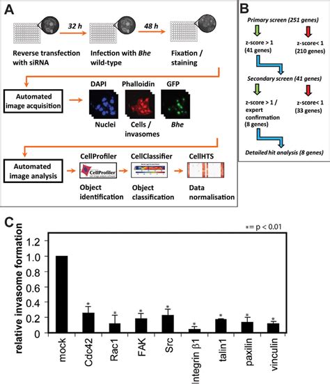 Schematic Representation Of RNAi Screening Set Up And Results A Download Scientific Diagram