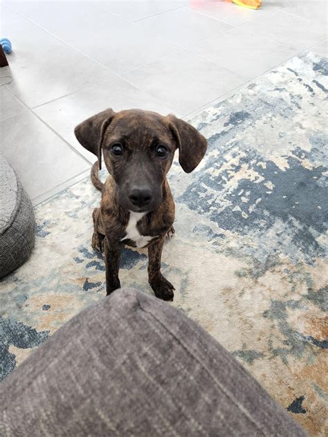 Boxer Plott Hound Mix Puppies