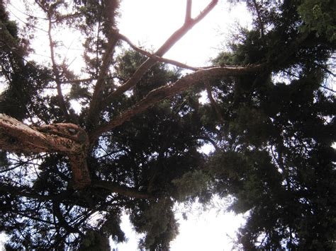 Trees Perspective Nature Free Photo On Pixabay Pixabay