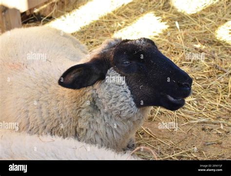 A Sheep An Enclosure Eating Hay On The Farm Australian Ram And Sheeps