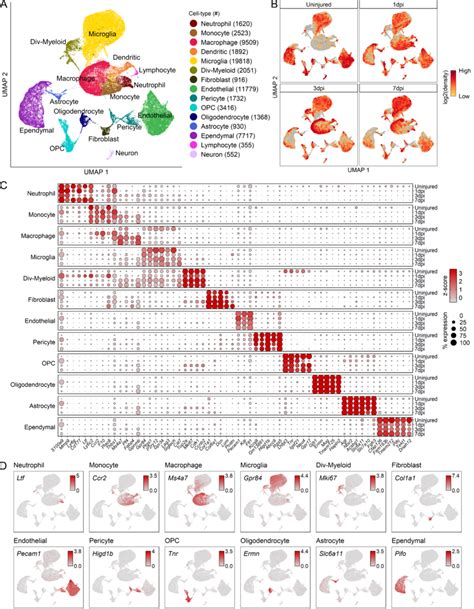 Transcriptomic Identification Of Major Cell Types That Comprise The Download Scientific Diagram