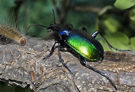 Жук Красотел Как выглядит Где обитаем Чем питается и Интересные факты Фото