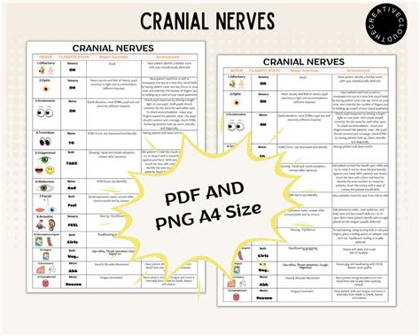 Cranial Nerves Chart Nursing Babe Study Guide PDF PNG Etsy