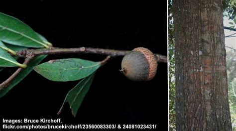 Types Of Florida Oak Trees With Their Bark And Leaves Identification