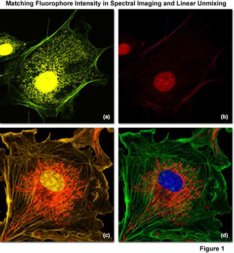 Zeiss Microscopy Online Campus Practical Considerations For Spectral Imaging Zeiss Microscopy Online Campus Practical Considerations For Spectral Imaging