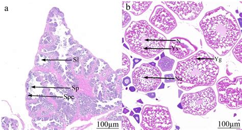 Figure 1 From Comparative Transcriptome Analysis Of Sexual Differentiation In Male And Female