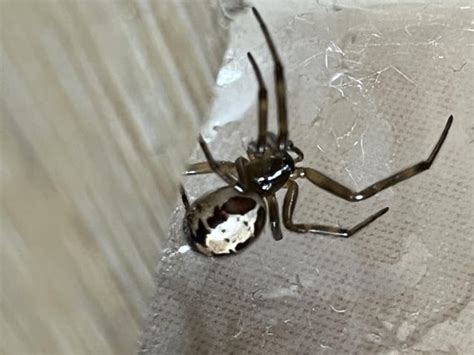 I Am Guessing A Noble False Widow South East Uk Just Outside London Rspiders