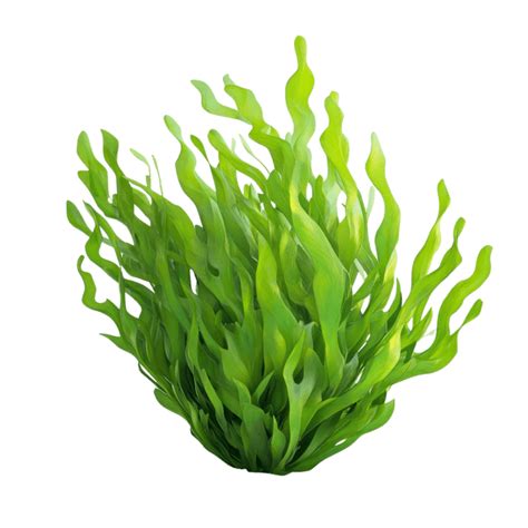 Seaweed Pngs For Free Download