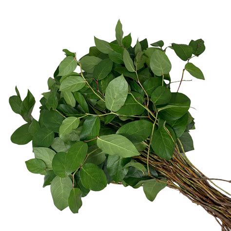 Salal Prices