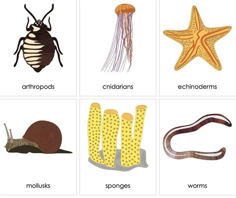 Classification Of Invertebrates Chart With Definitions And 54 Off