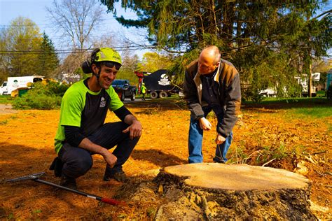 Tree And Stump Removal Services Southern NH ME MA Seacoast Tree Care