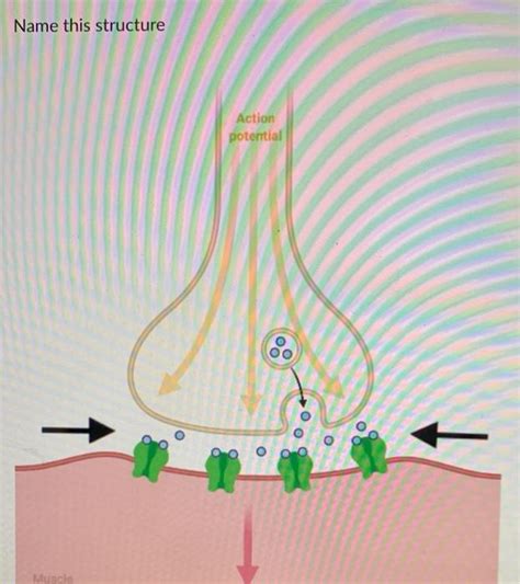 Solved Name This Structure Action Potential Oo O Muscle